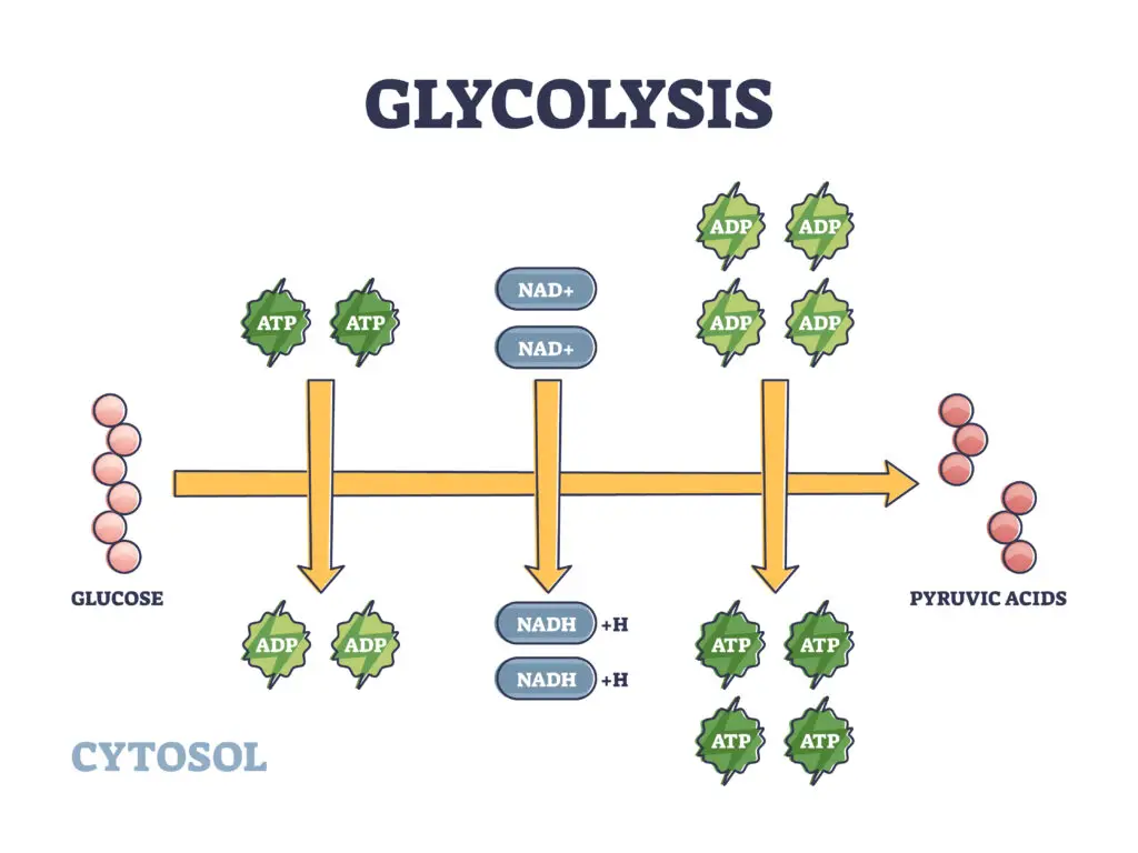 10 Reasons Why Glycolysis Is Important - The Important Site